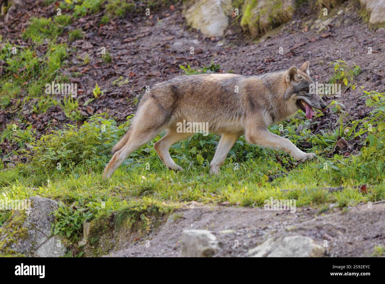 A young eurasian grey wolf (Canis lupus lupus) runs across a steep ...