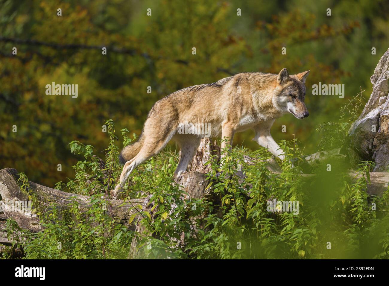 A Eurasian gray wolf (Canis lupus lupus) walks along a lying tree trunk ...