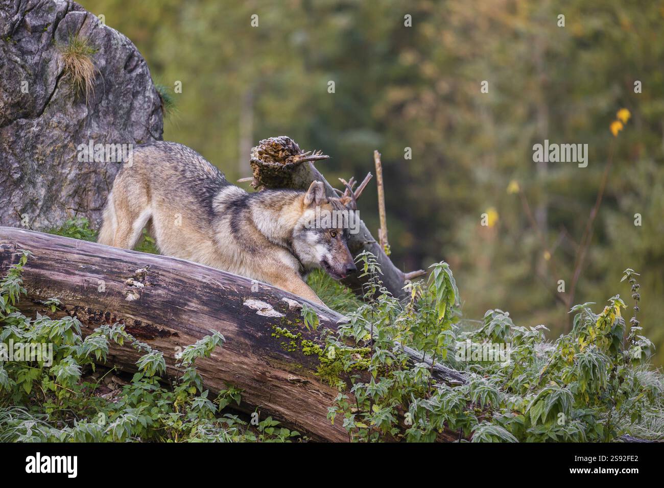 A Eurasian gray wolf (Canis lupus lupus) stretches out on a frosty ...
