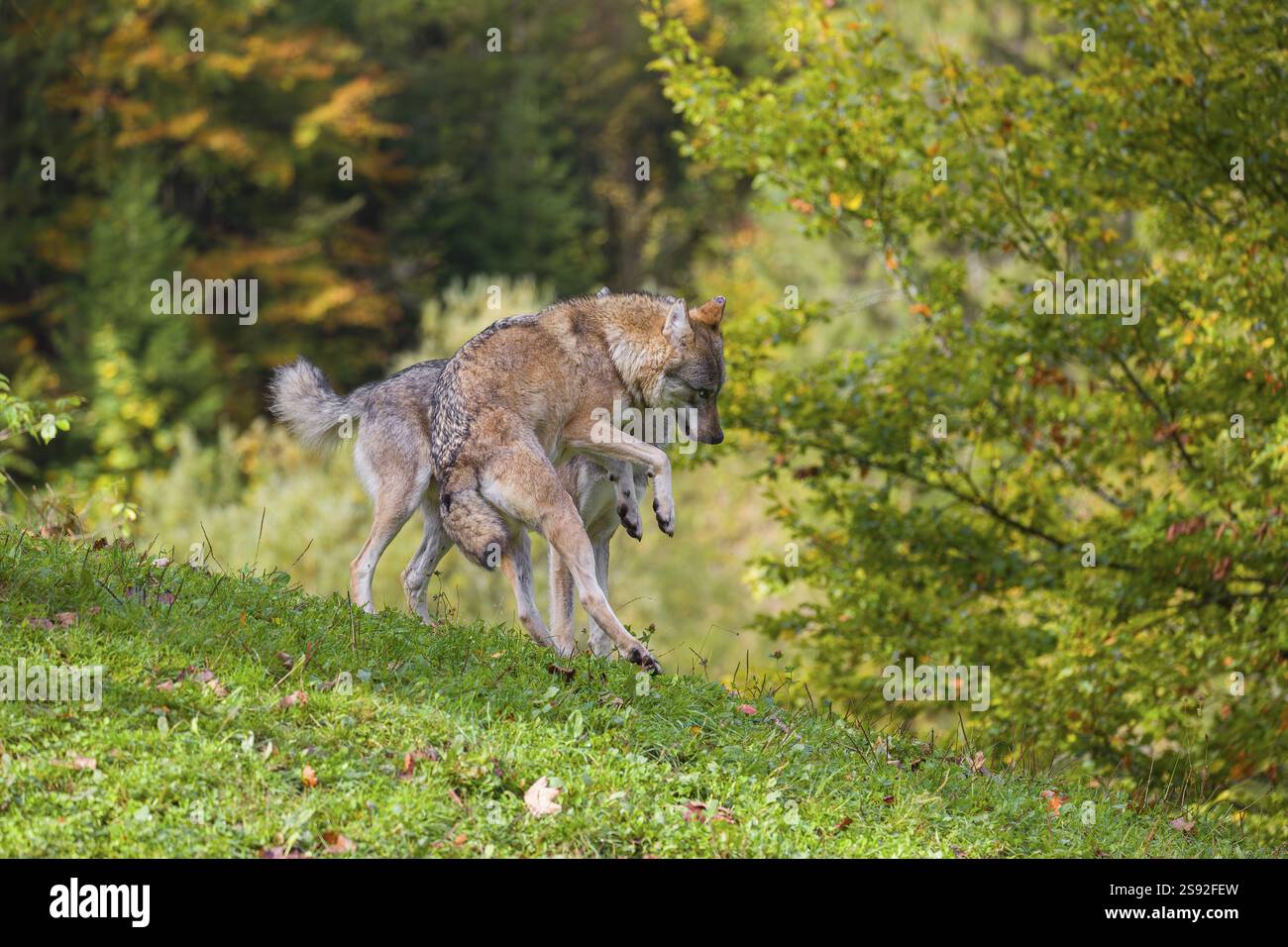 Two Eurasian gray wolves (Canis lupus lupus) play with each other in a ...
