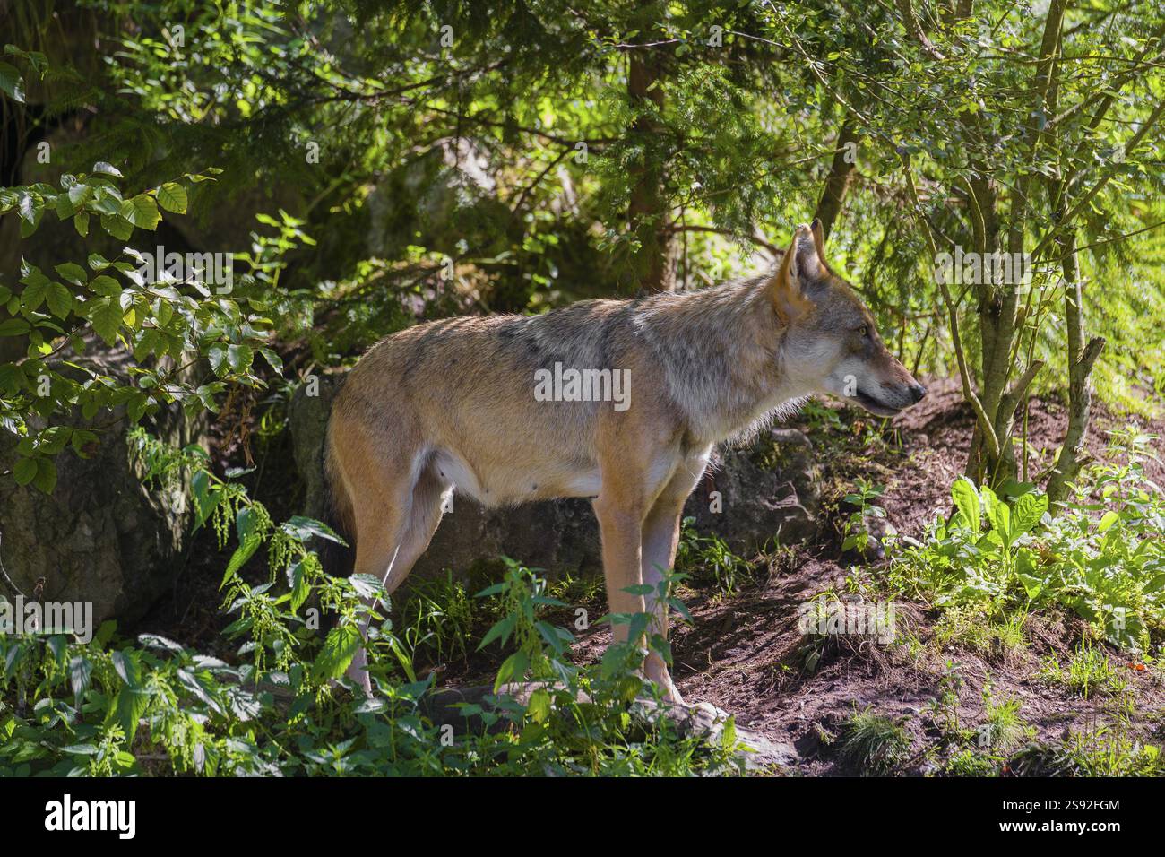 A female adult grey wolf (Canis lupus lupus) runs along the edge of a ...