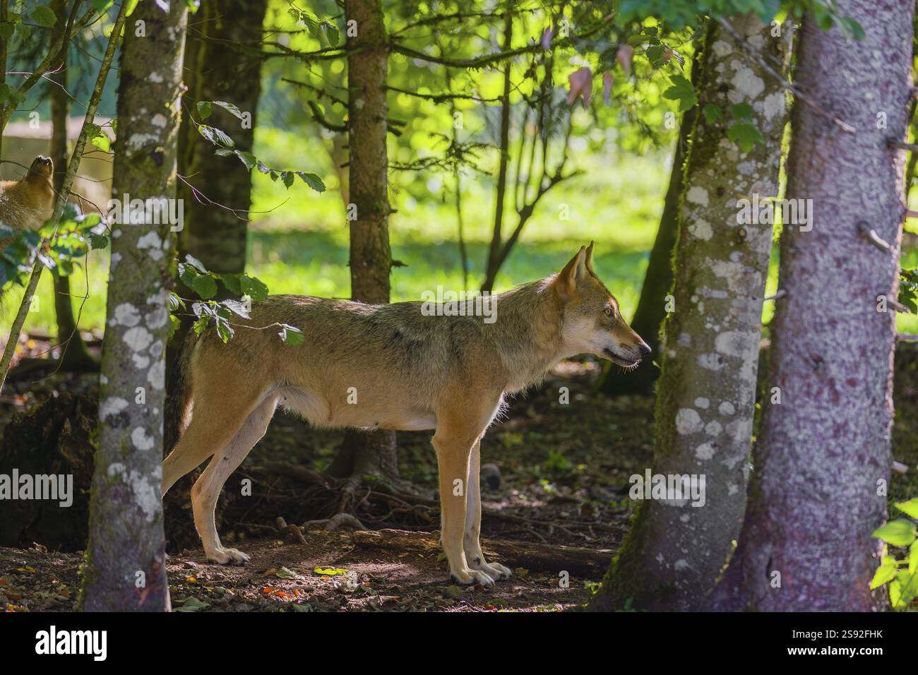 A female gray wolf (Canis lupus lupus) stands at the edge of a forest ...
