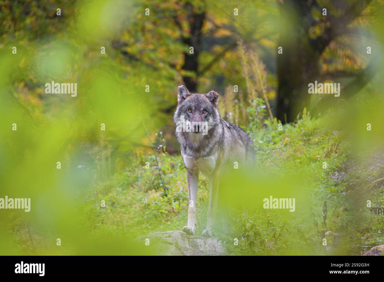 A Eurasian gray wolf (Canis lupus lupus) stands, framed by leaves, on a ...