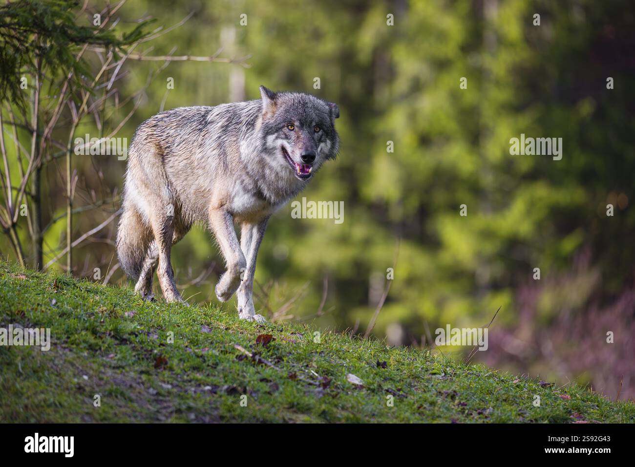 A male gray wolf (Canis lupus lupus) runs across a green meadow in ...