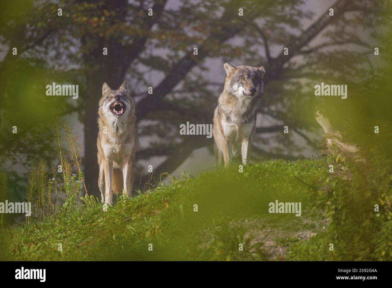 Two Eurasian gray wolves (Canis lupus lupus) stand on a foggy day ...