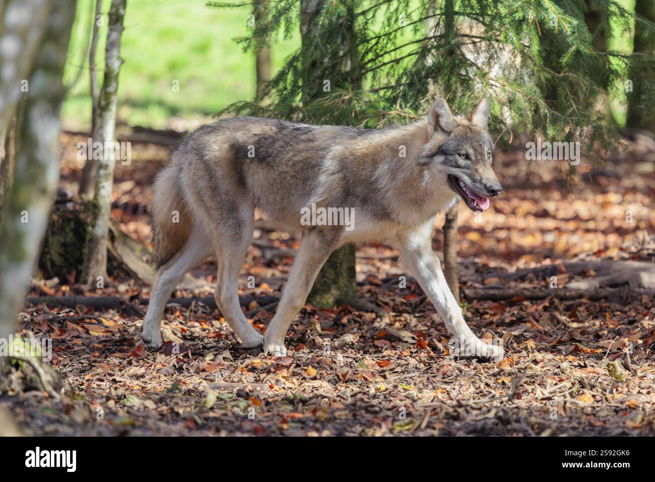 A young grey wolf (Canis lupus lupus) runs through the forest on an overcast day Stock Photo - Alamy