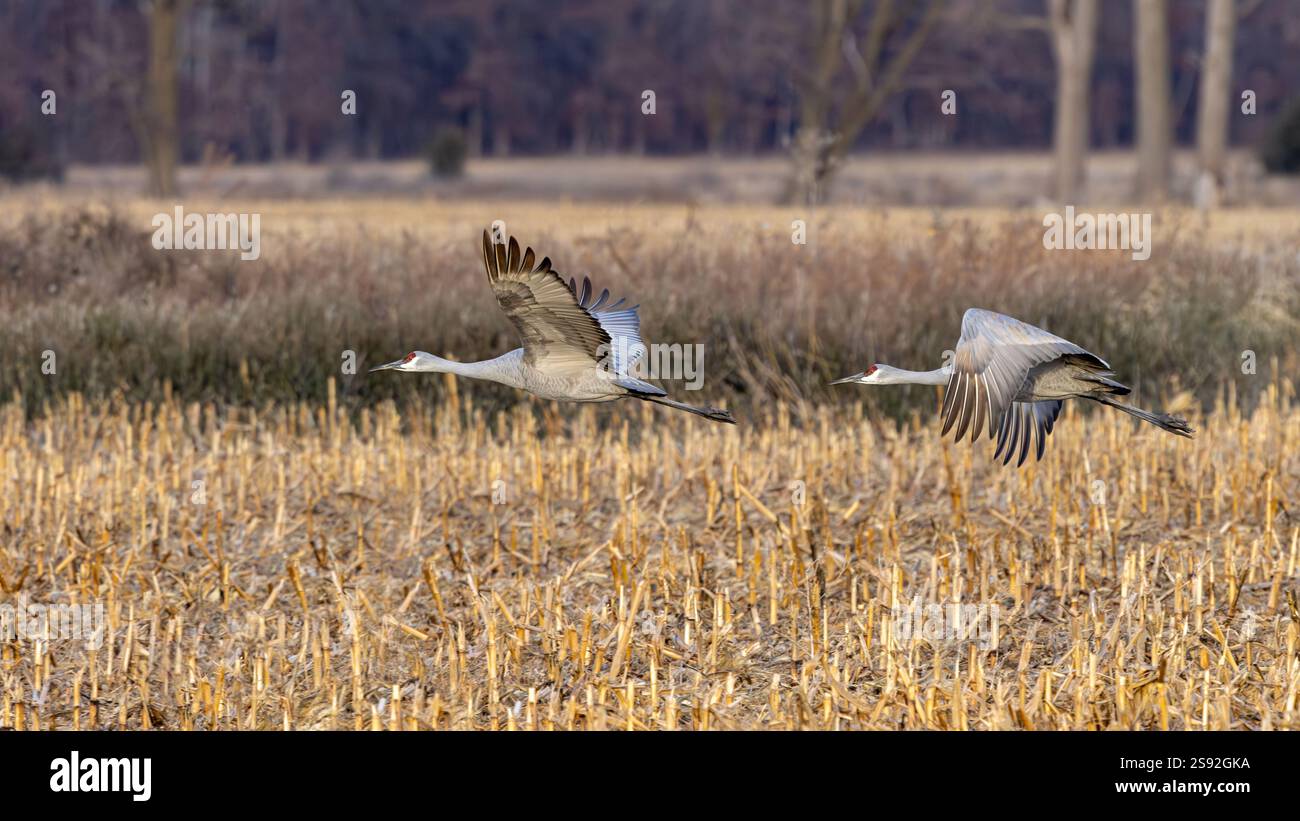 In Tandem two sandhill cranes fly across a harvested cornfield Stock ...