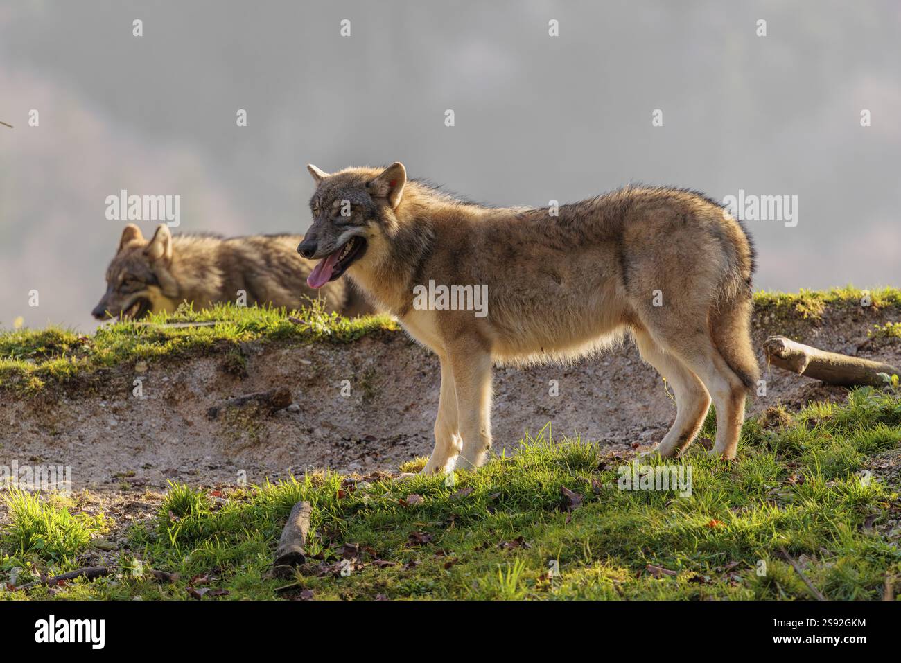 Two grey wolves (Canis lupus lupus) stand on the rim of a hill in ...