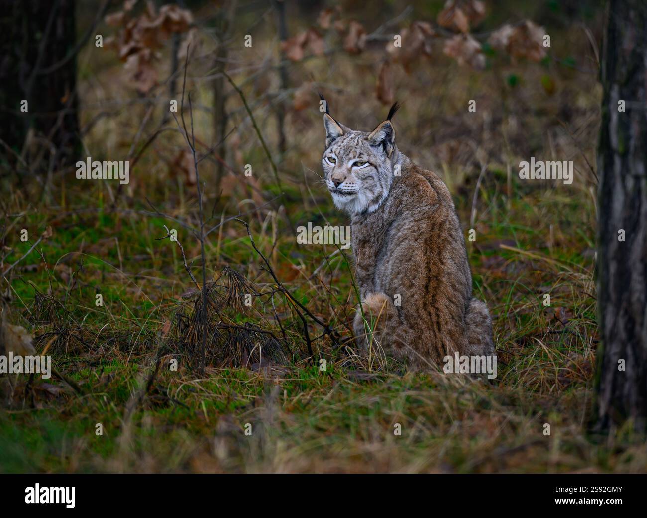 24 January 2025, Brandenburg, Groß Schönebeck: A lynx (Lynx lynx) can ...