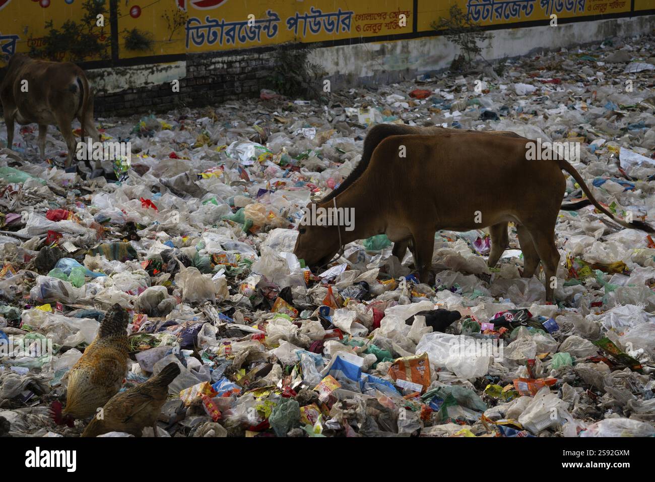 Cows and chickens searched for food in huge piles of garbage. A grim ...
