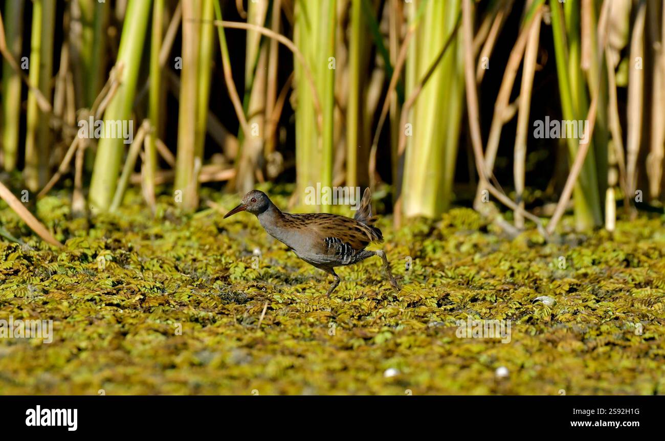 Little crake (Porzana parva Stock Photo - Alamy