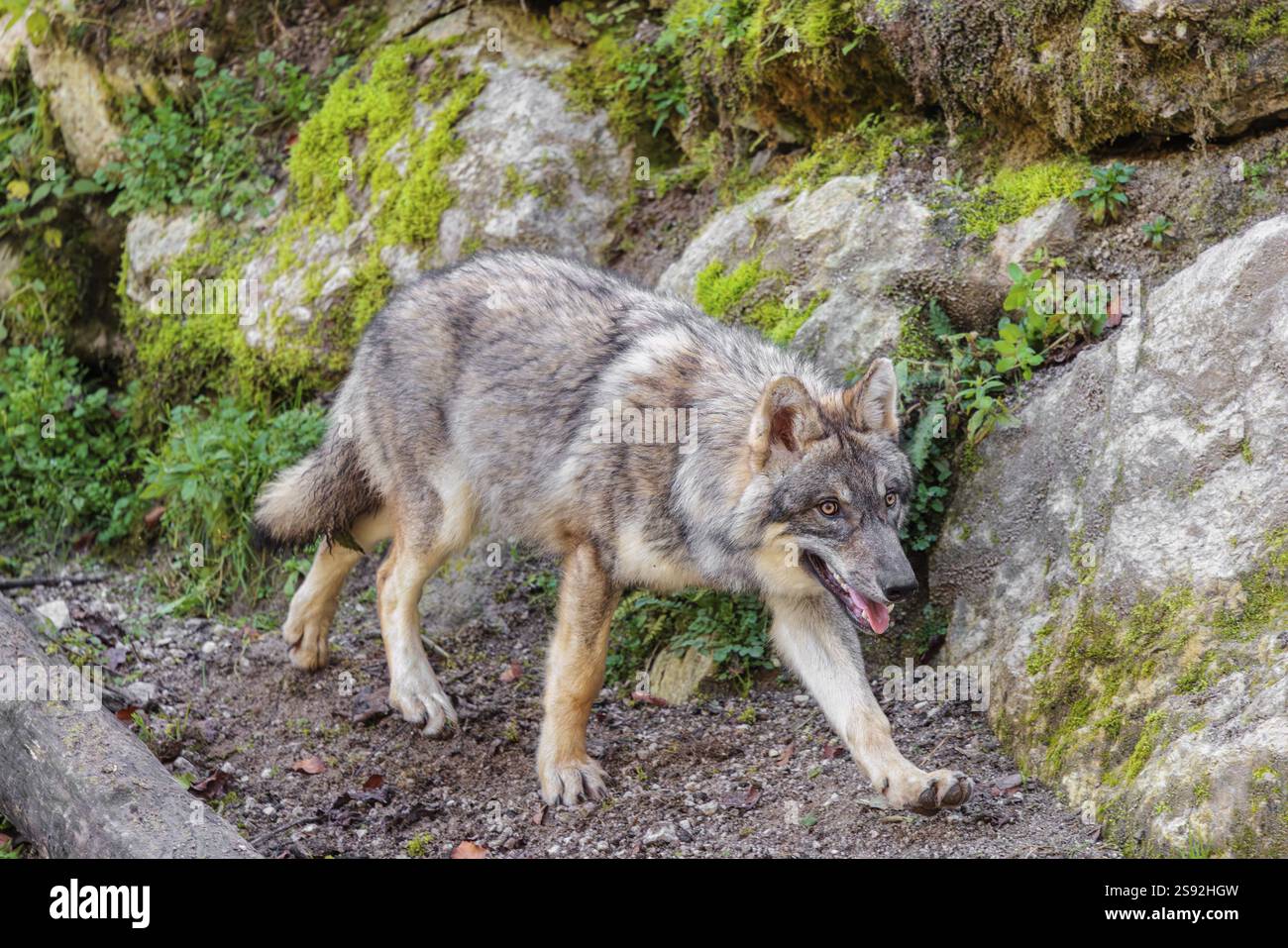 A young eurasian grey wolf (Canis lupus lupus) runs across a steep ...