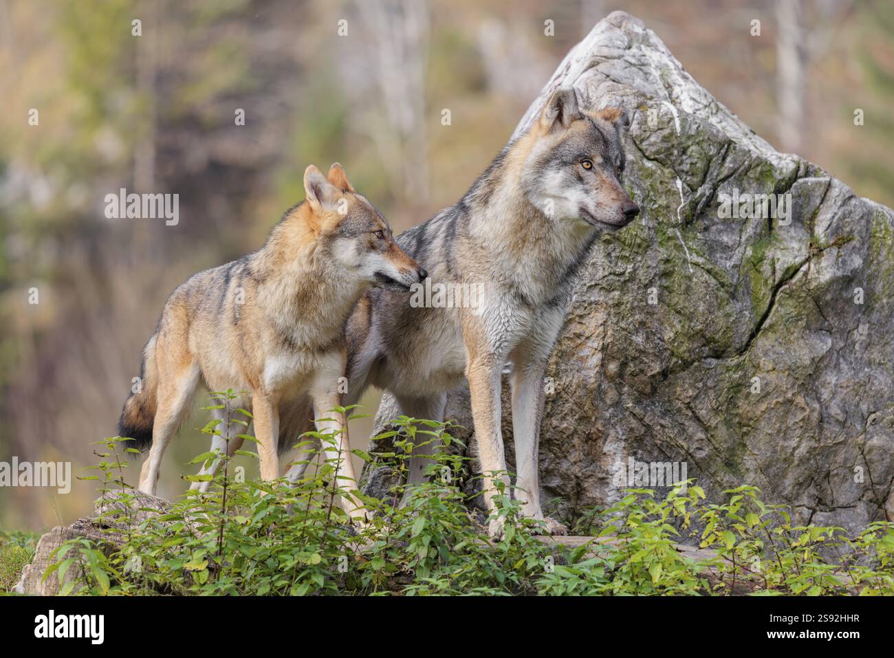 Two gray wolves (Canis lupus lupus) stand on a lying tree trunk in ...