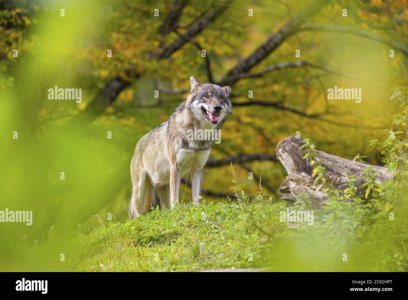 A Eurasian gray wolf (Canis lupus lupus) stands, framed by leaves, on a ...