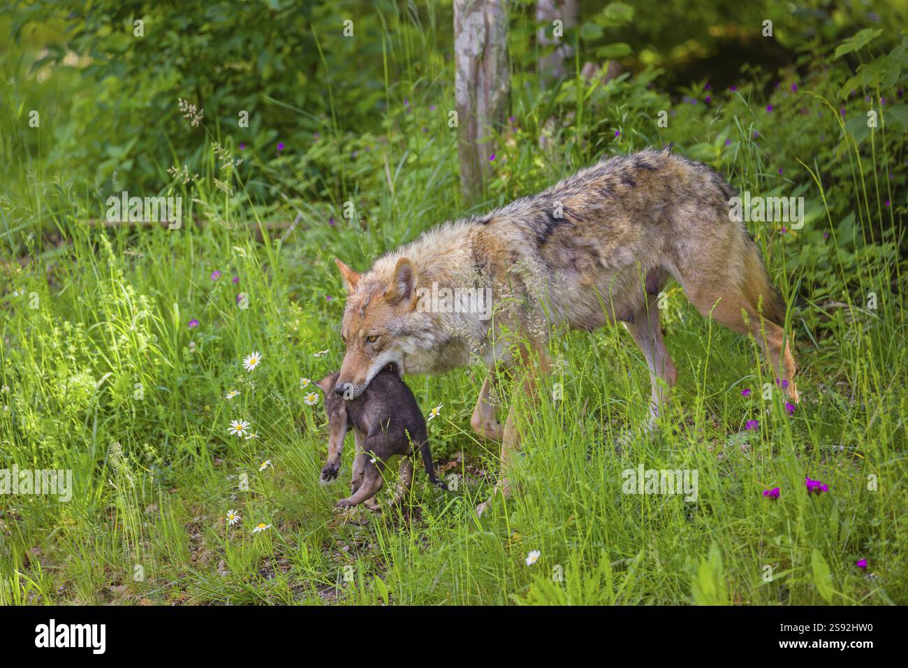 A female eurasian gray wolf (Canis lupus lupus) carries a pup to ...