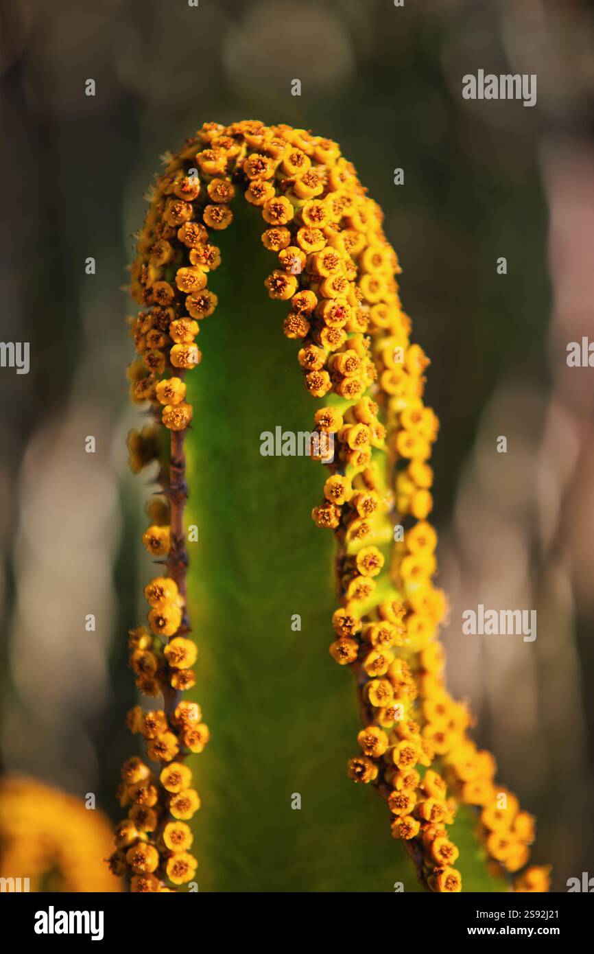 macro flowers of blooming Euphorbia cooperi succulent tree with ...