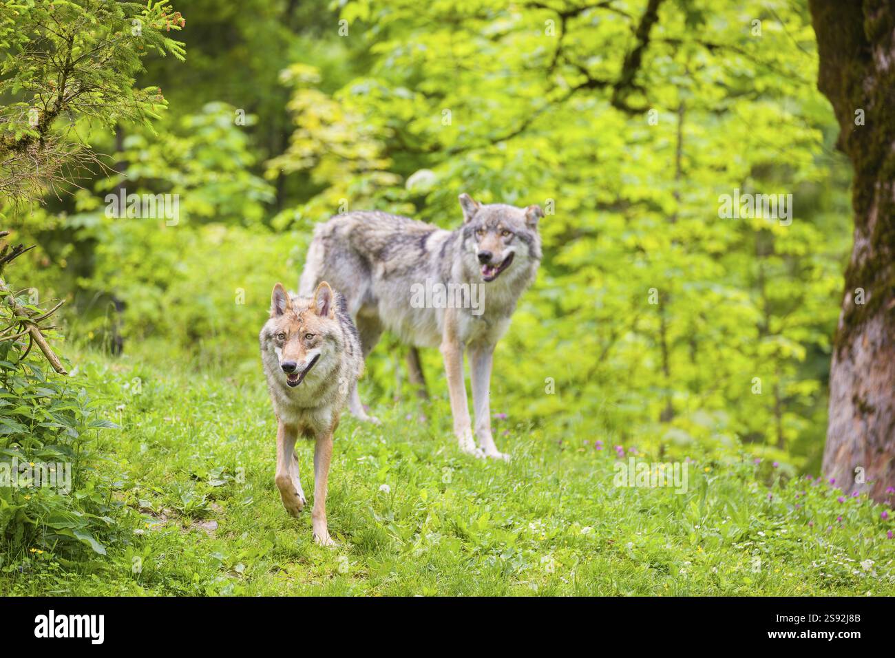 Two eurasian gray wolves (Canis lupus lupus), the alpha couple, stand ...