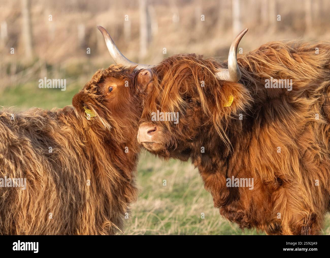 Highland Cow adult and calf nuzzling each other in a field in Scotland ...