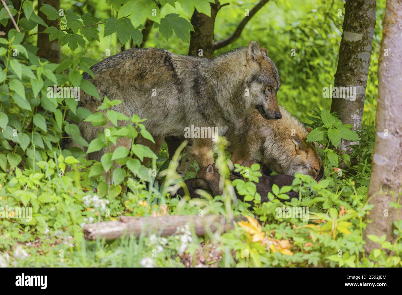 Two eurasian gray wolves (Canis lupus lupus), the alpha couple, are ...