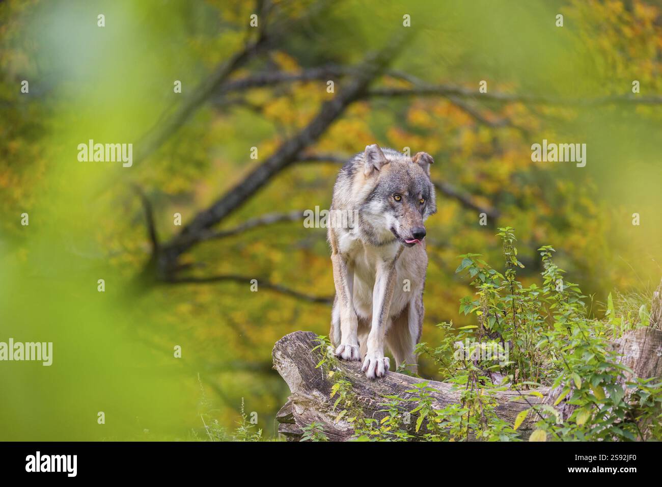 A Eurasian gray wolf (Canis lupus lupus) stands on a lying tree trunk ...