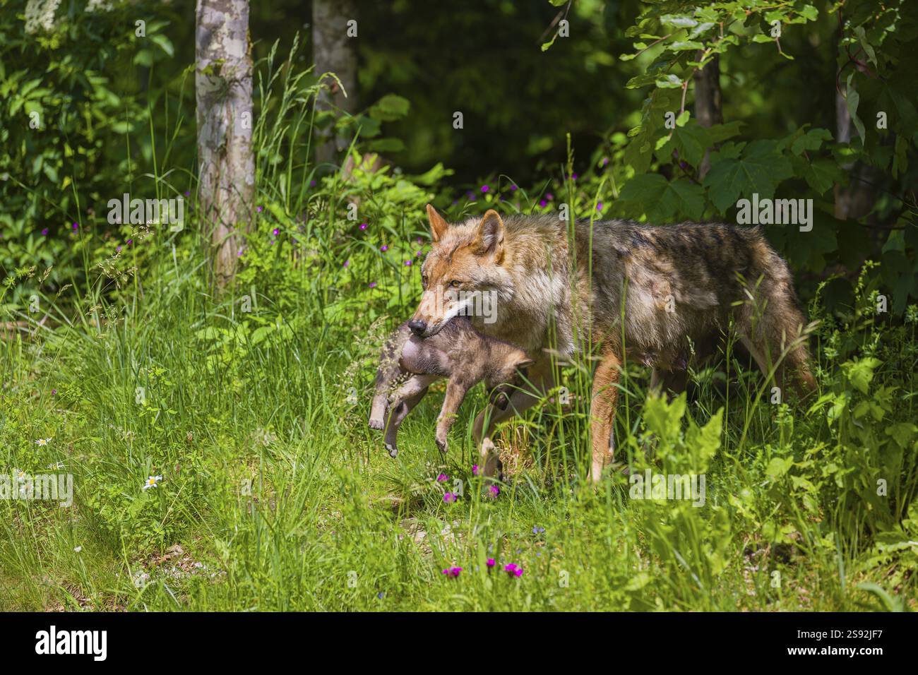 A female eurasian gray wolf (Canis lupus lupus) carries a pup to ...