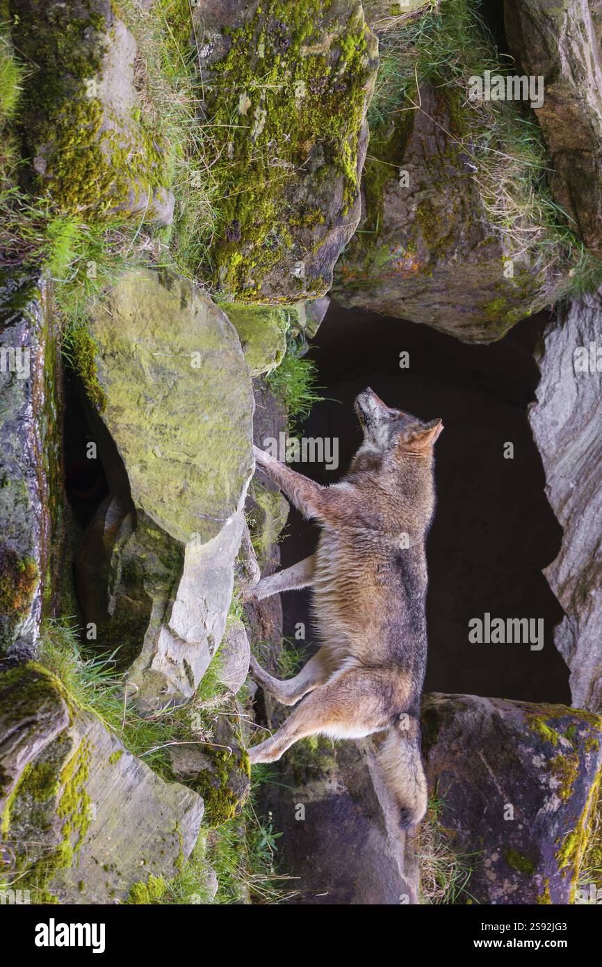A gray wolf (Canis lupus lupus) passes a den and a small waterfall in ...