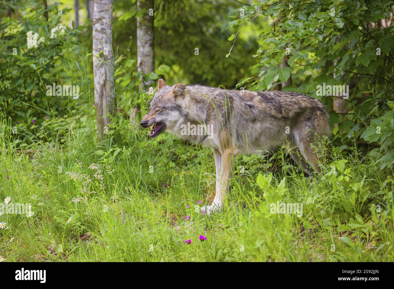 A male Eurasian grey wolf (Canis lupus lupus) stands in the dense green undergrowth at the edge ...