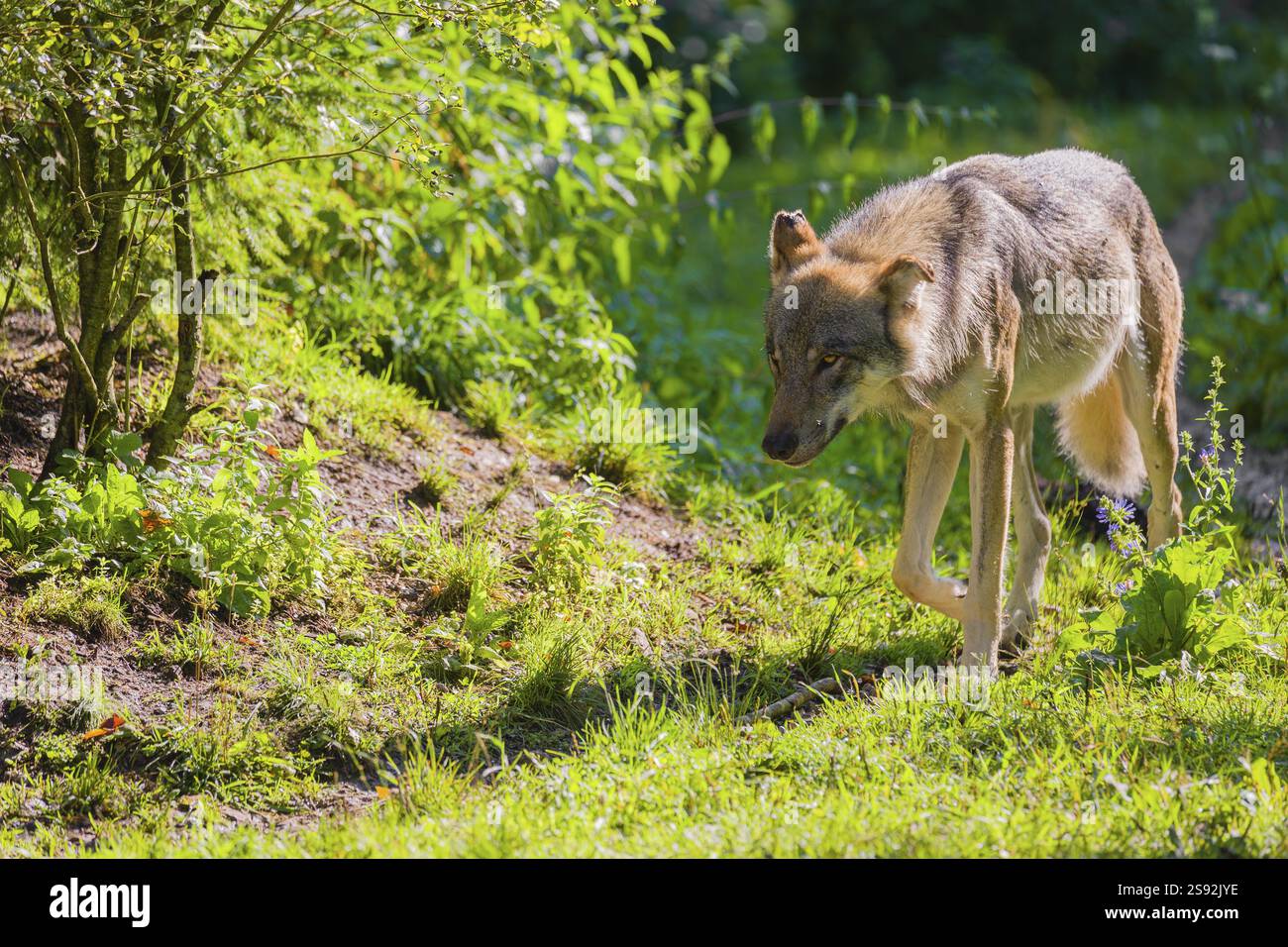 A male adult grey wolf (Canis lupus lupus) runs along the edge of a ...