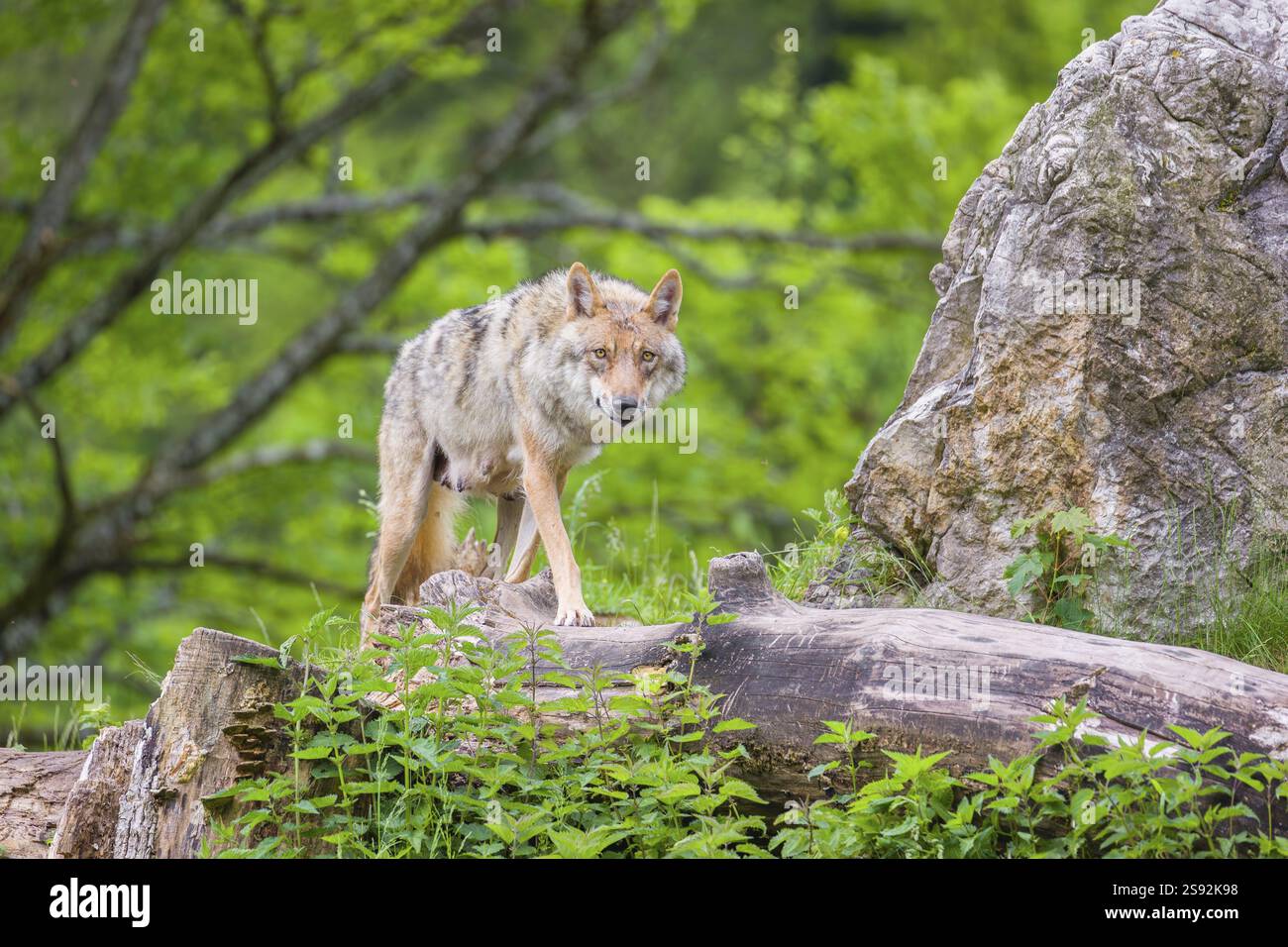 A female Eurasian Grey Wolf (Canis lupus lupus) is standing on a hill ...