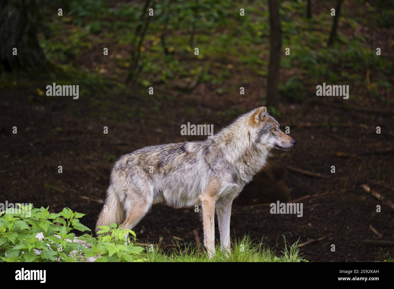 A male Eurasian grey wolf (Canis lupus lupus) stands at the edge of a dark forest Stock Photo ...