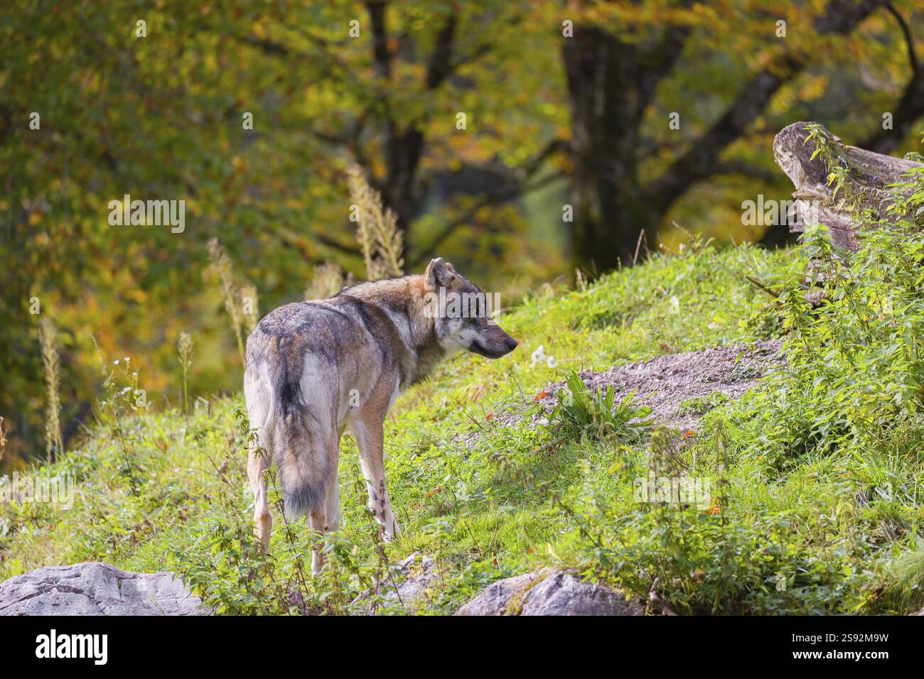 A Eurasian gray wolf (Canis lupus lupus) stands on a hill between rocks ...