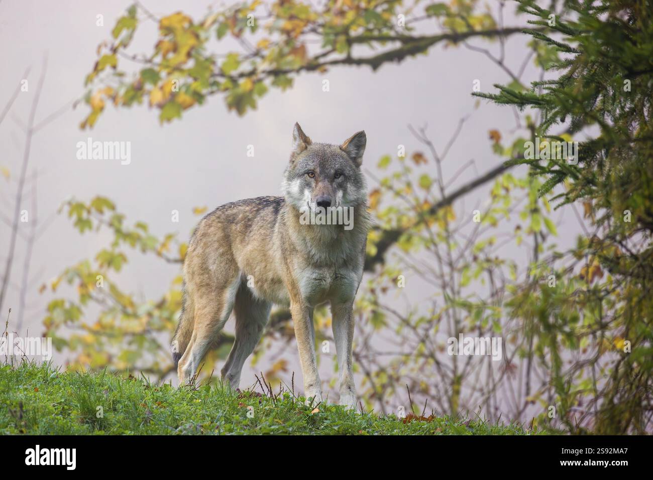 A Eurasian gray wolf (Canis lupus lupus) stands in a meadow on a hill ...