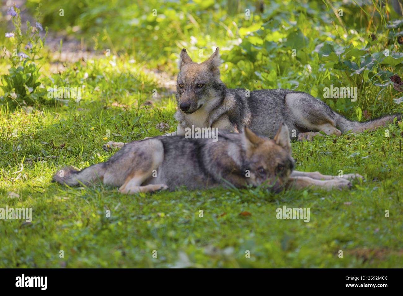 Two grey wolf pups (Canis lupus lupus) rest on a meadow in the shade of ...