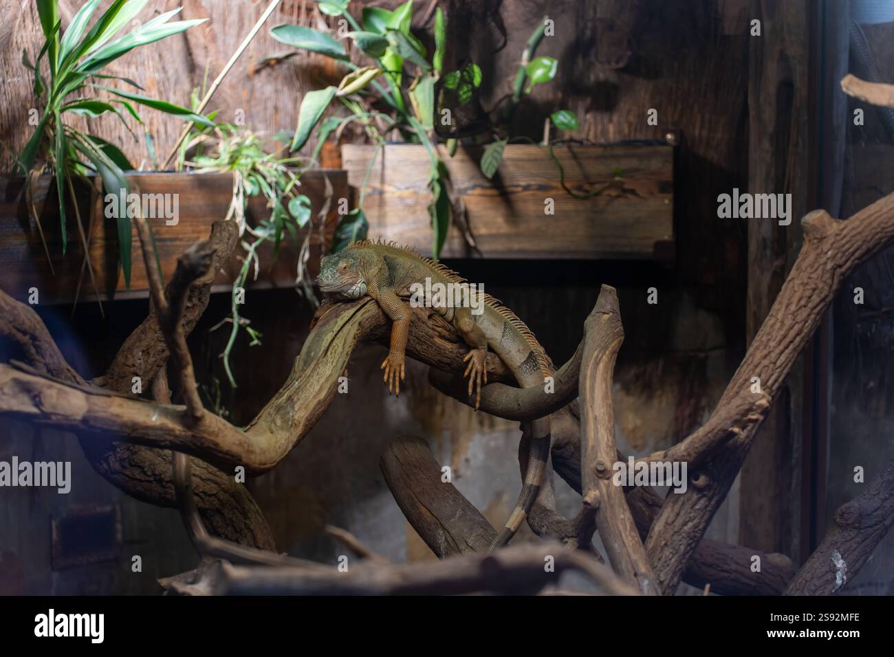 Lizard sits on a branch and camouflages itself. Lizard in a terrarium ...
