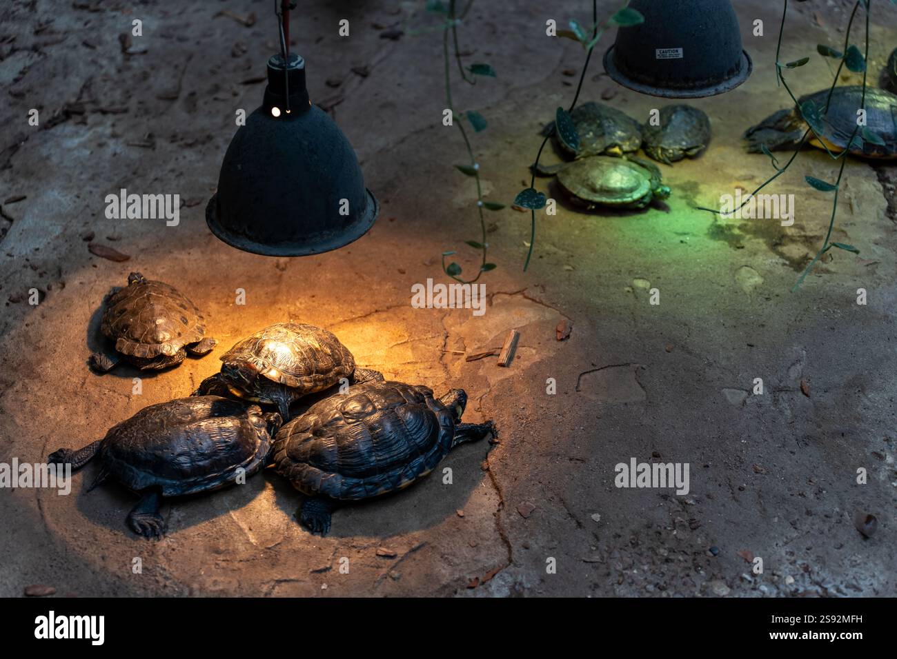 Keeping tortoises in captivity hi-res stock photography and images - Alamy