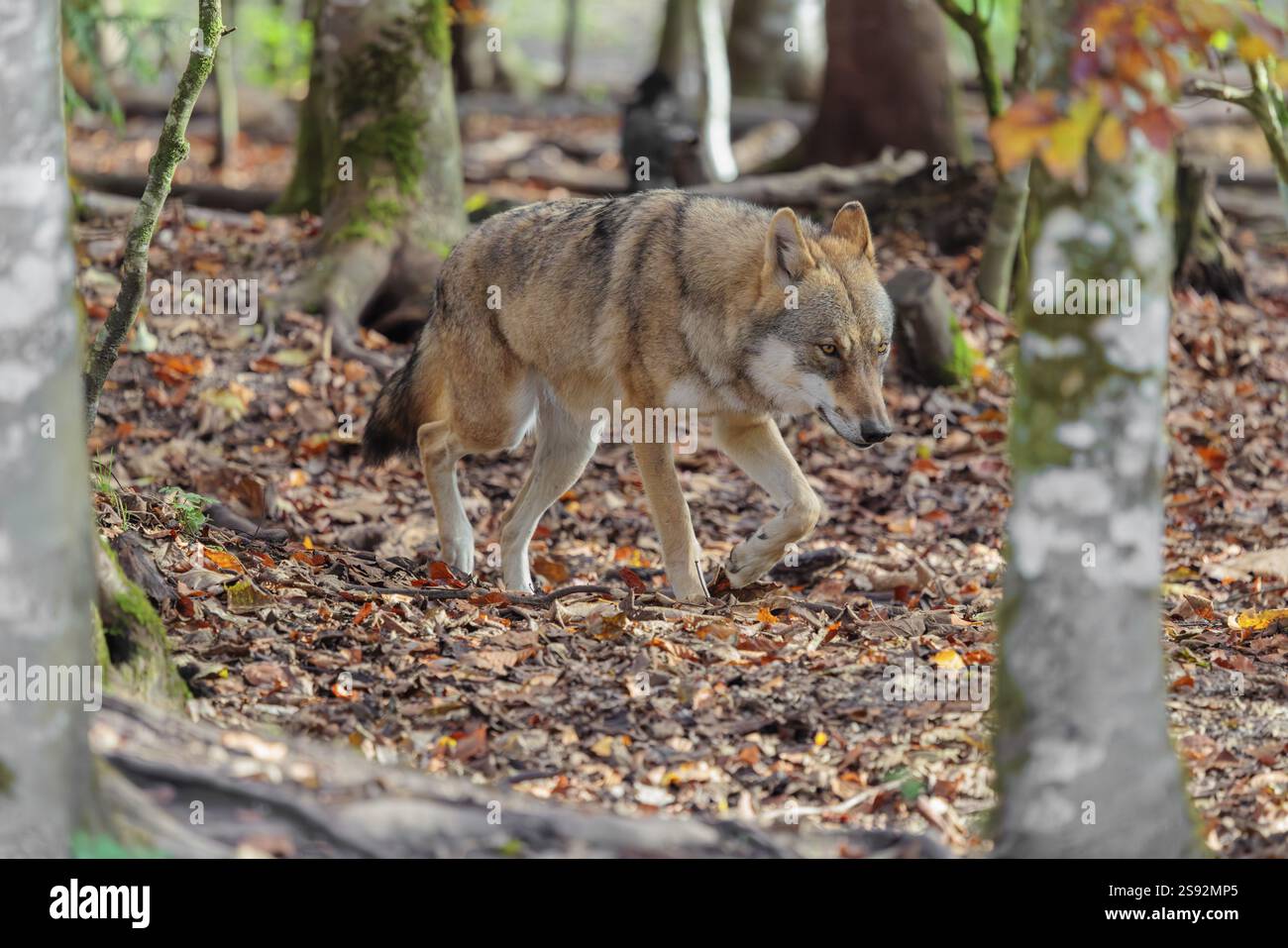 A young grey wolf (Canis lupus lupus) runs through the forest on an ...