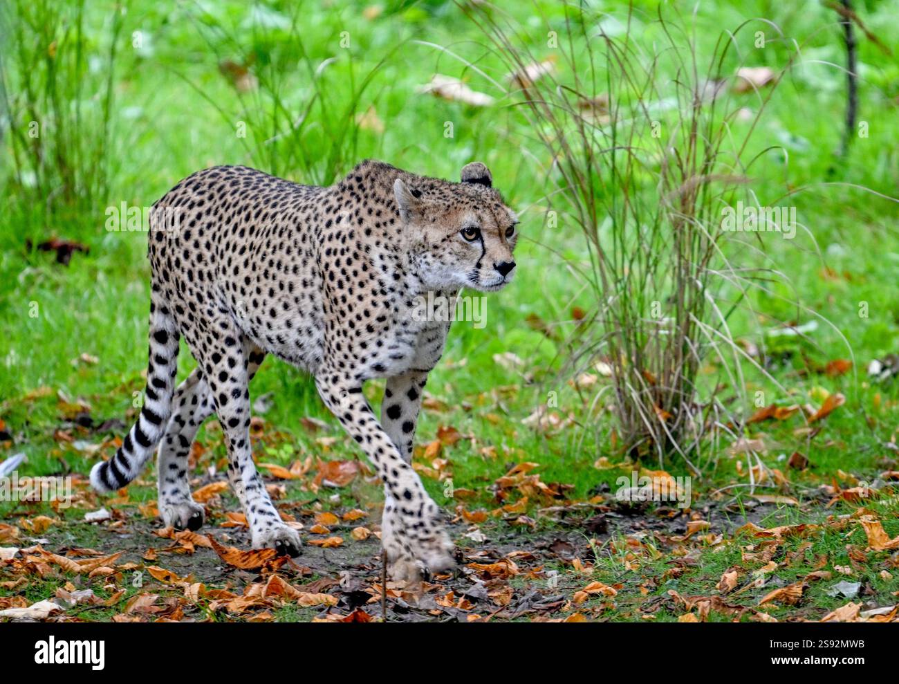 Cleo the Cheetah, Edinburgh Zoo Stock Photo - Alamy
