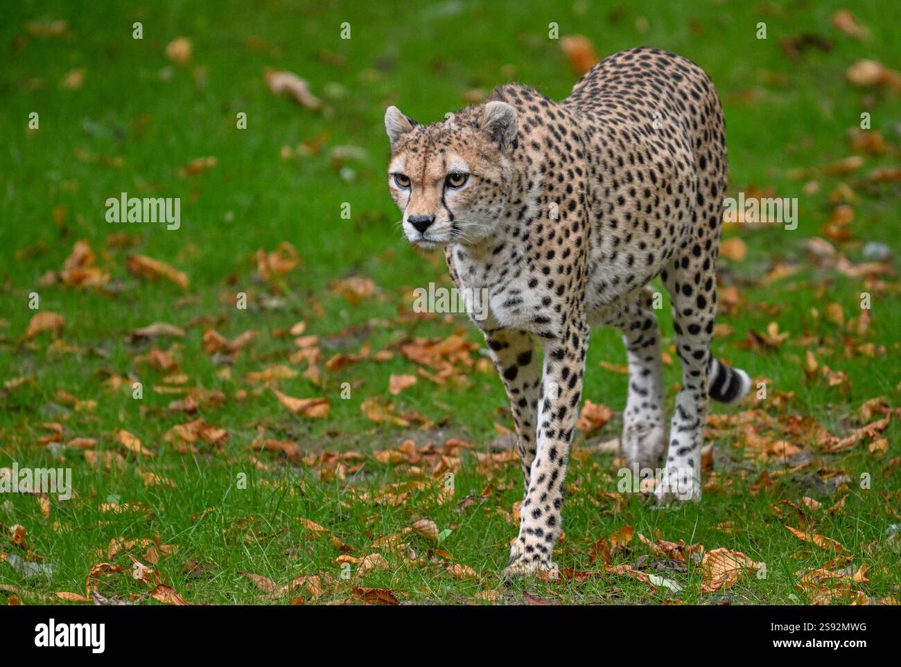 Cleo the Cheetah, Edinburgh Zoo Stock Photo - Alamy