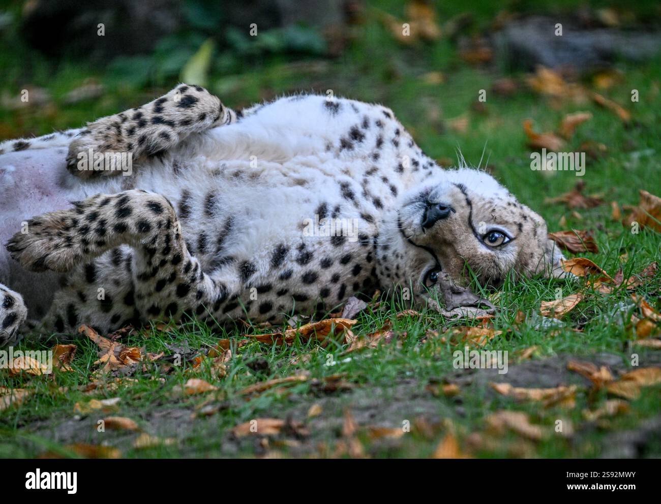 Cleo the Cheetah, Edinburgh Zoo Stock Photo - Alamy
