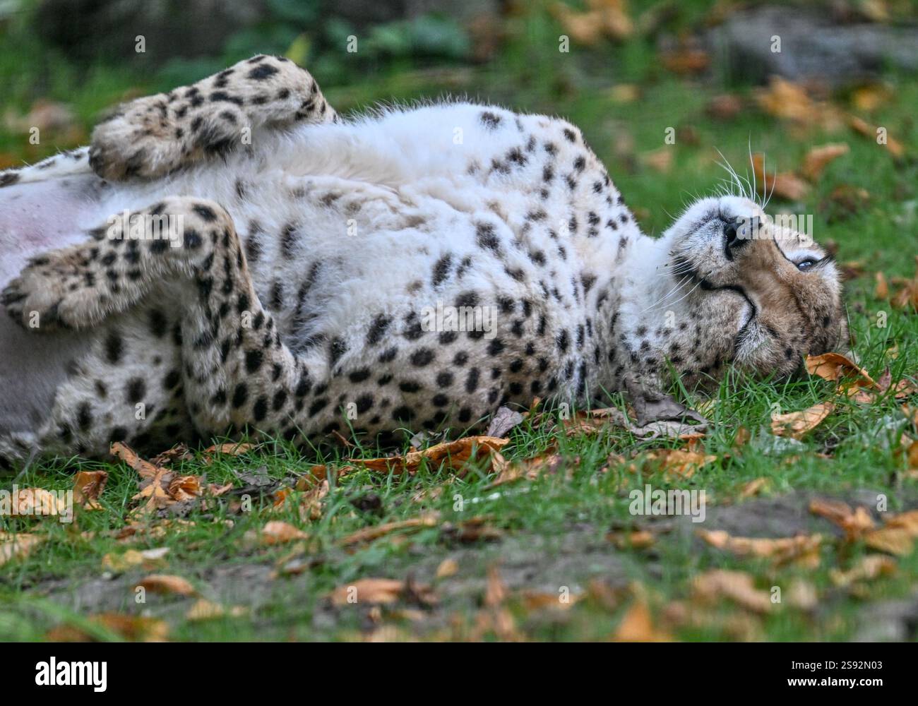 Cleo the Cheetah, Edinburgh Zoo Stock Photo - Alamy