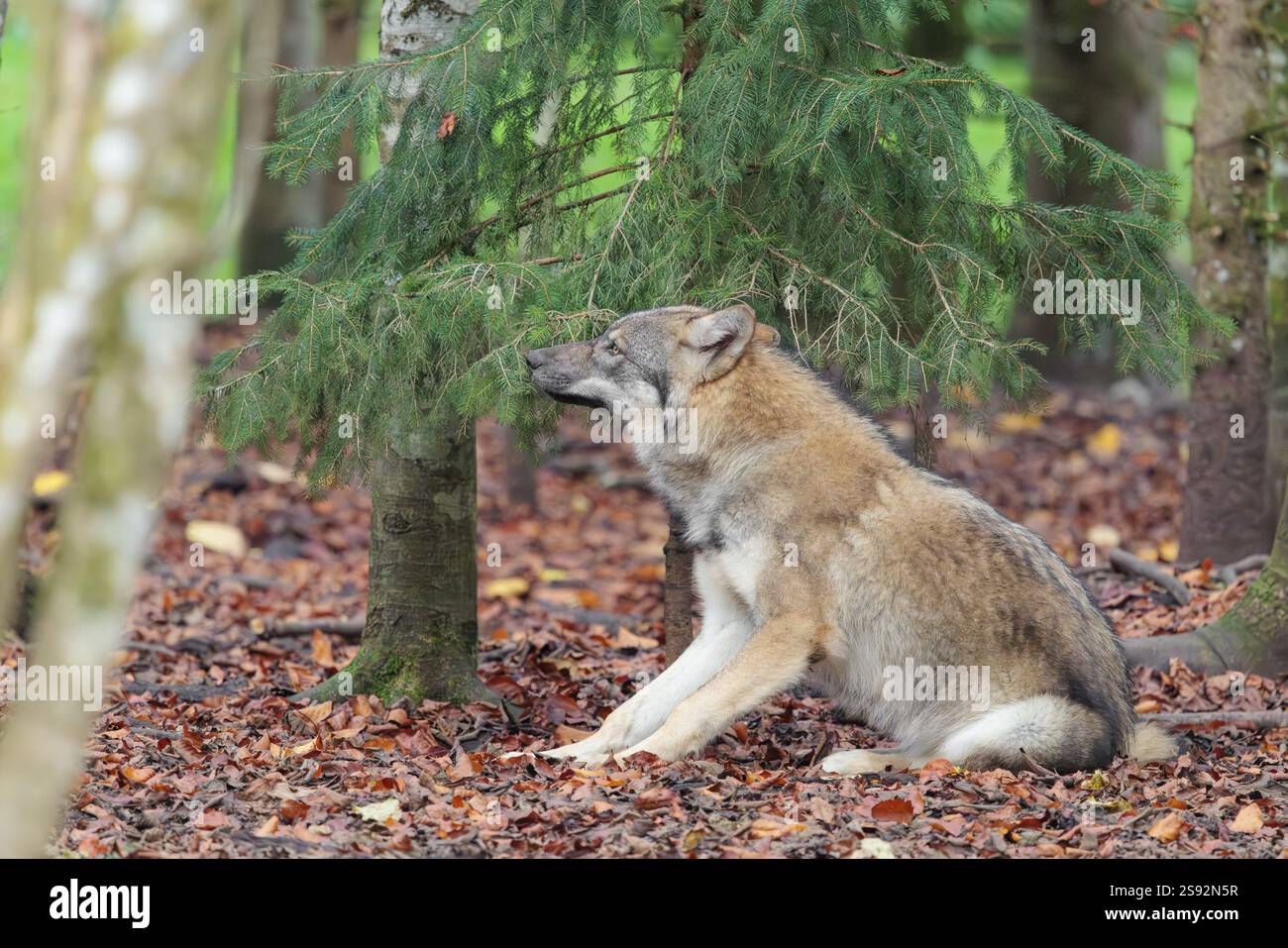 A young grey wolf (Canis lupus lupus) sits in the forest on an overcast ...