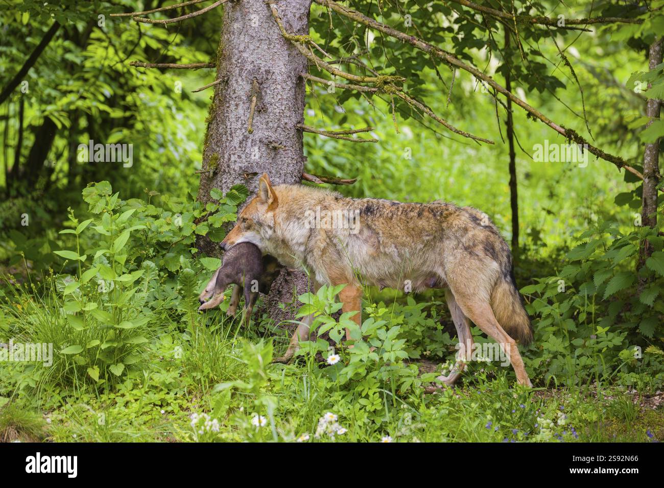 A female eurasian gray wolf (Canis lupus lupus) carries a pup to ...