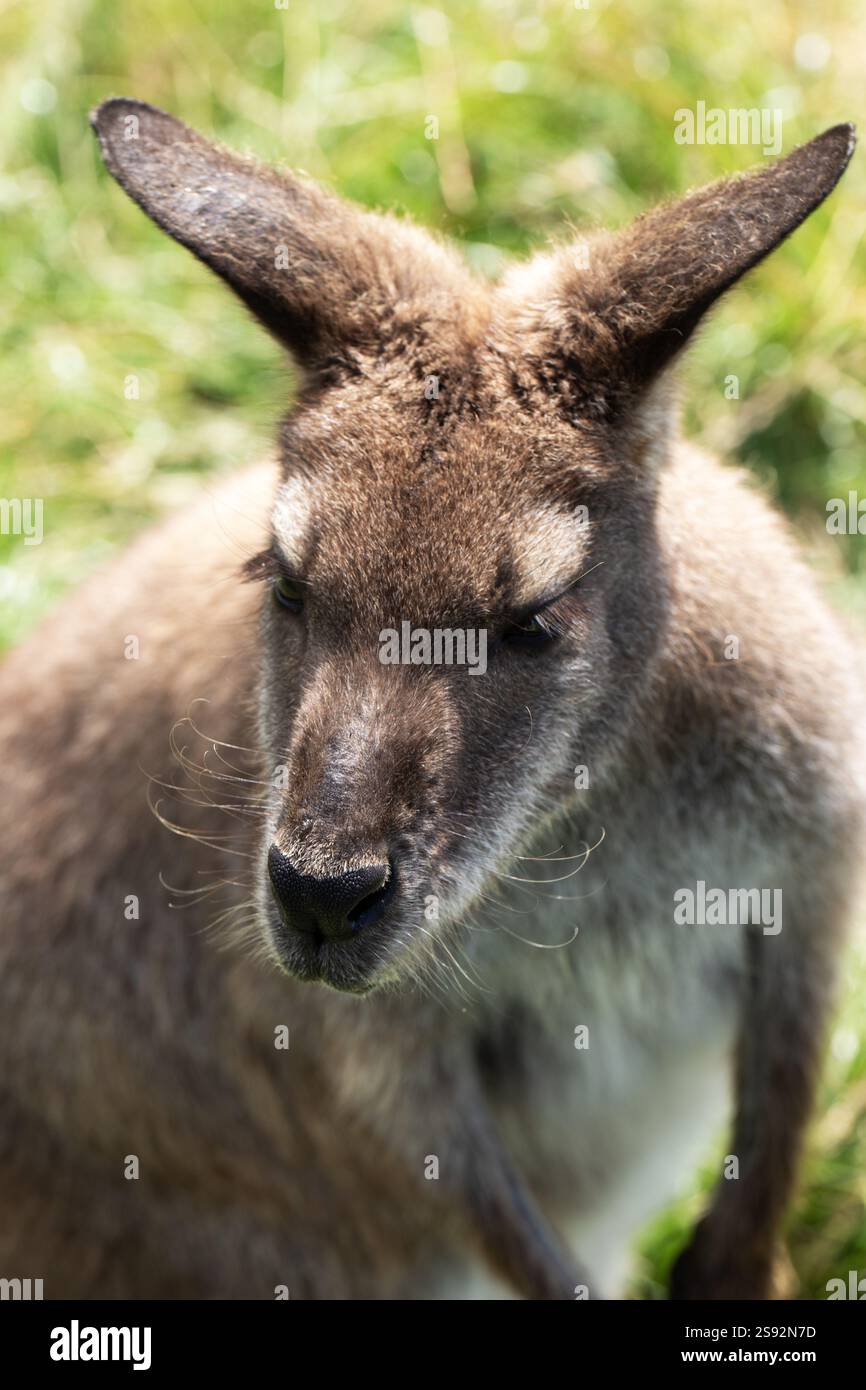 Cute fluffy wallaby in the park. Marsupial mammals. Australia Stock ...