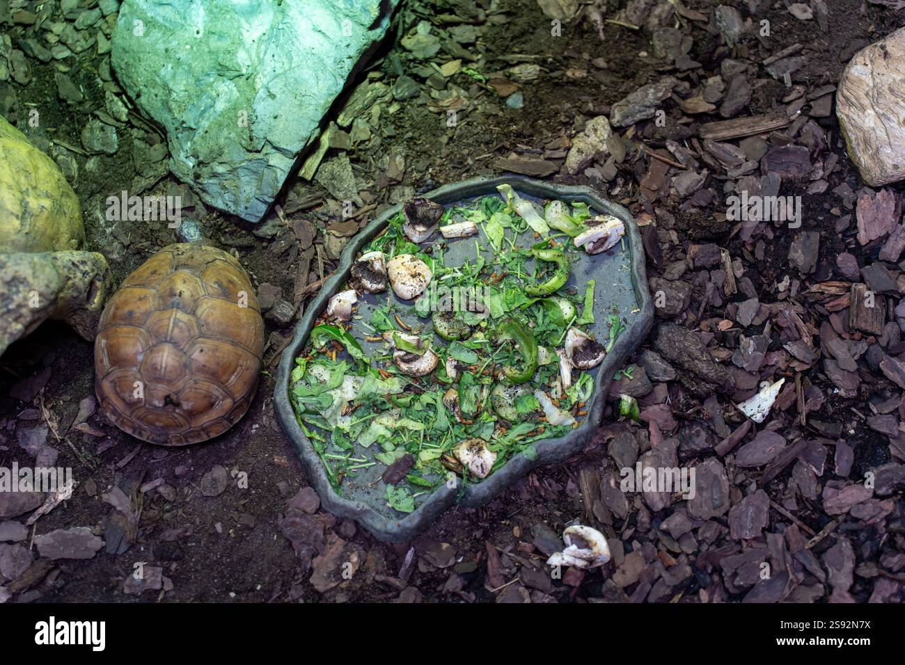Turtle at the zoo eats vegetables. Turtle nutrition Stock Photo - Alamy