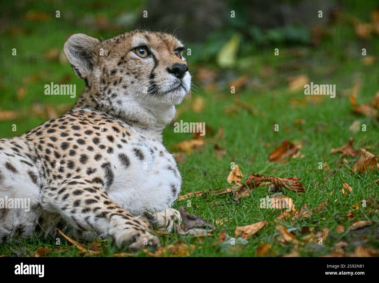 Cleo the Cheetah, Edinburgh Zoo Stock Photo - Alamy