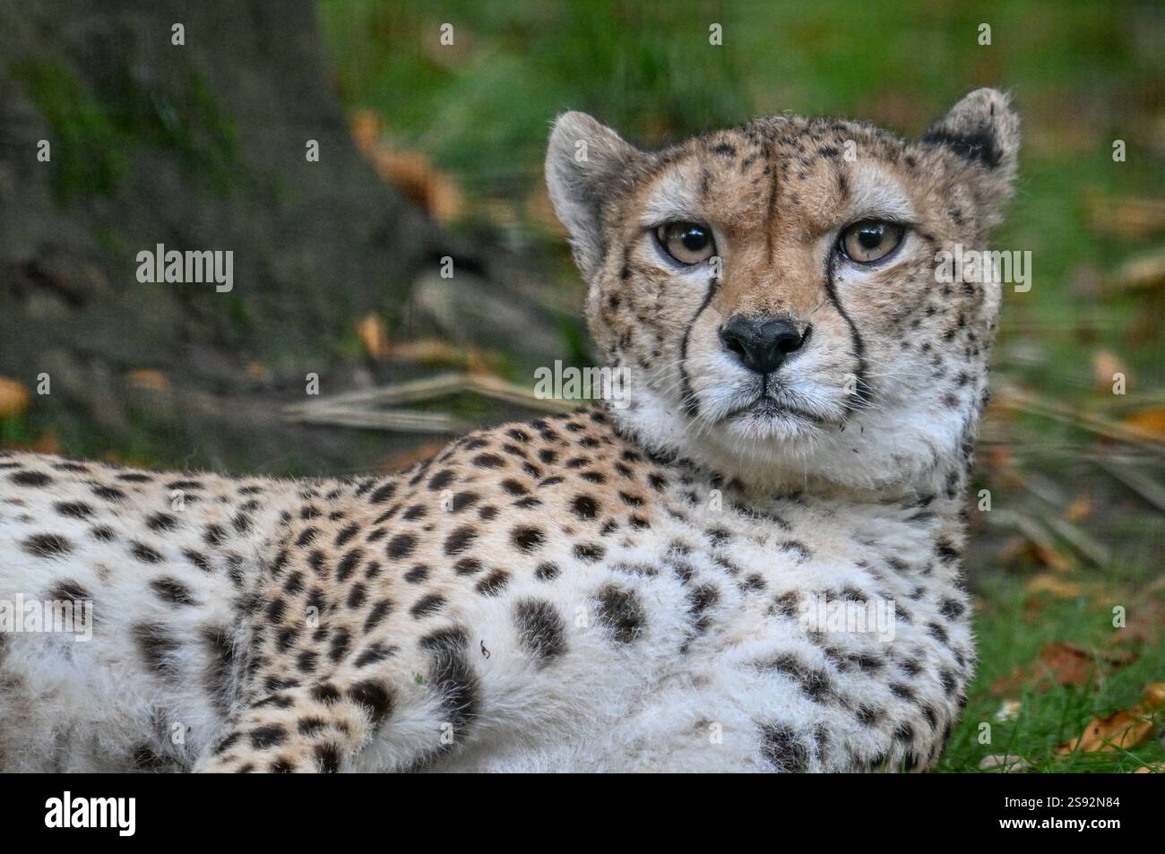 Scottish zoological park hi-res stock photography and images - Alamy