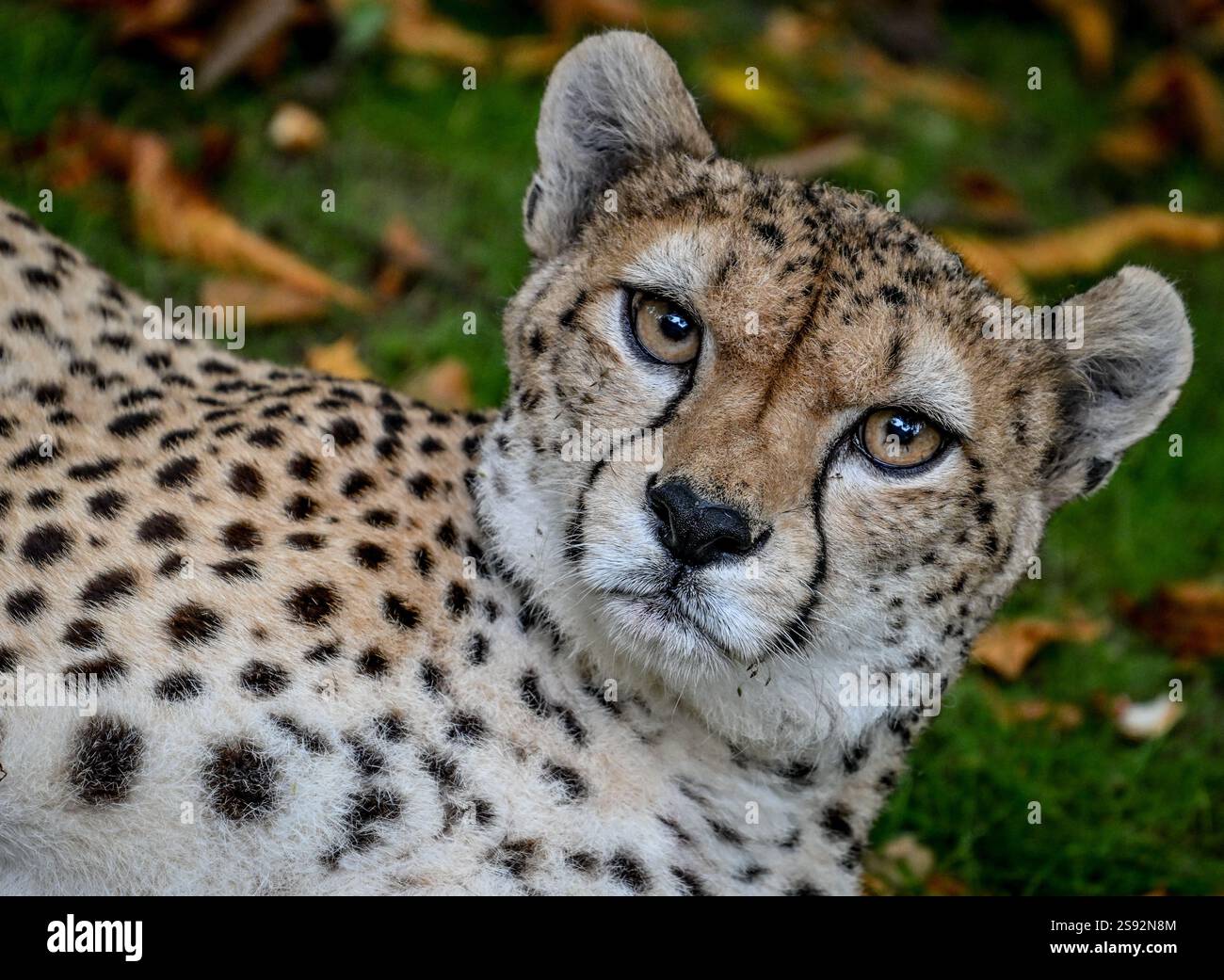 Cleo the Cheetah, Edinburgh Zoo Stock Photo - Alamy