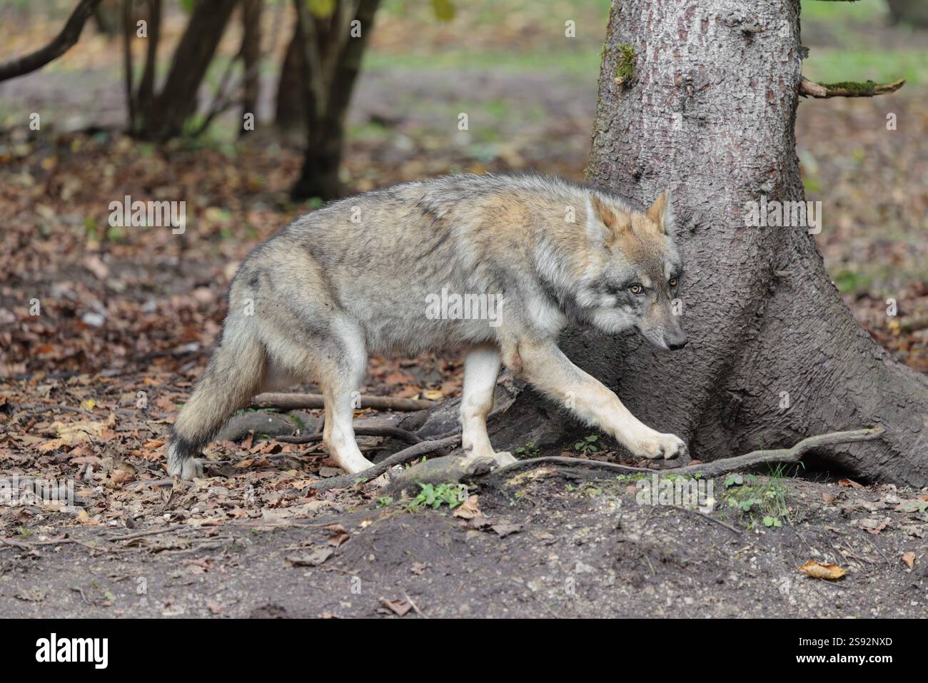 A young grey wolf (Canis lupus lupus) runs along the edge of the forest on an overcast day Stock ...