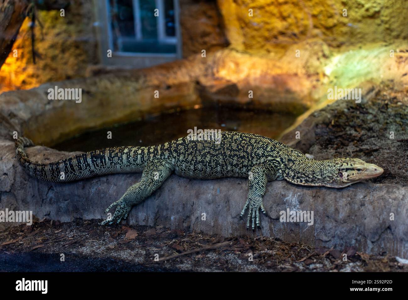 Close-up of Banggai Monitor lizard at the zoo sitting on rocks. Exotic ...