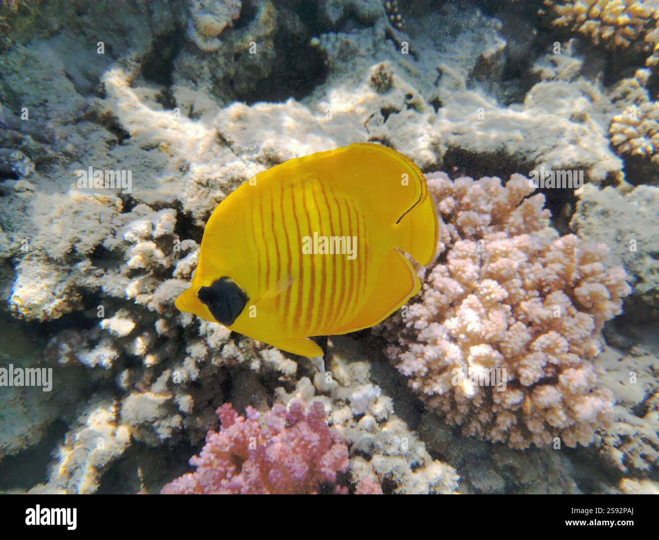 Bluecheek butterflyfish, Chaetodon semilarvatus from the Red Sea Stock ...